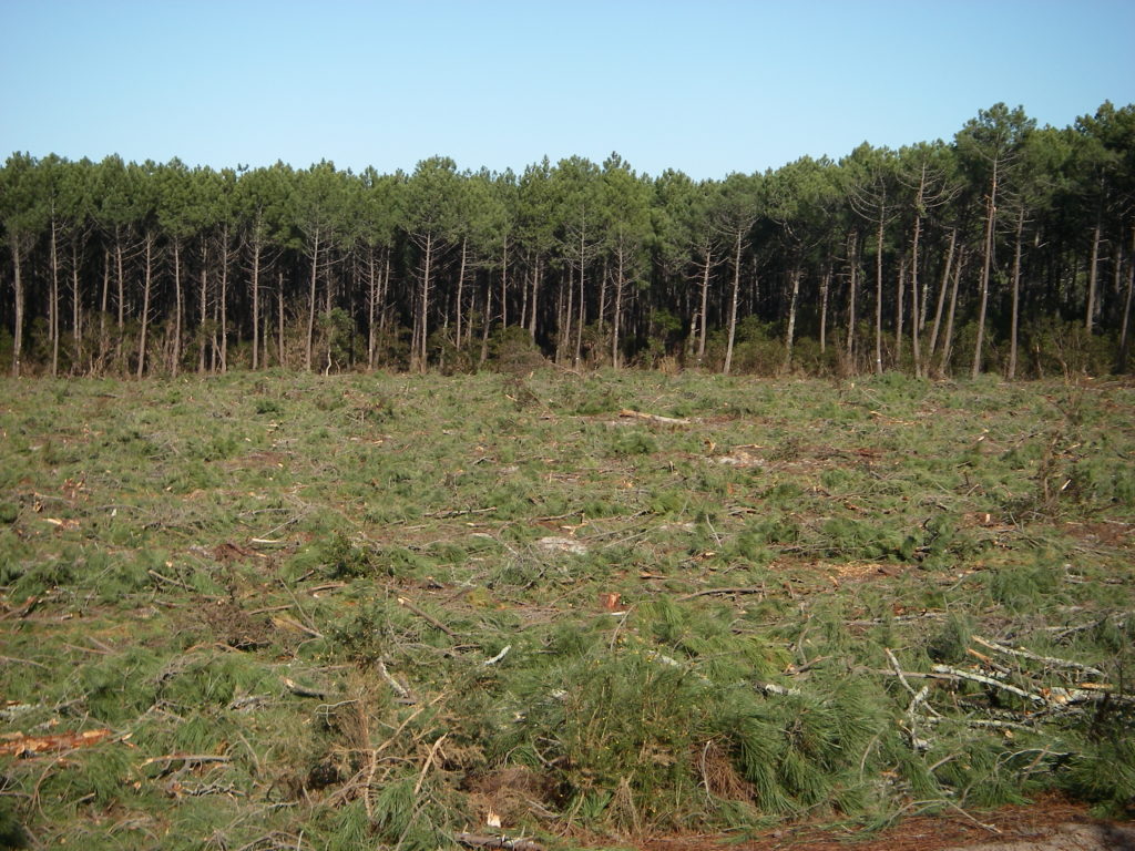 Forêts en danger! | CADE : Collectif des Associations de Défense de l ...